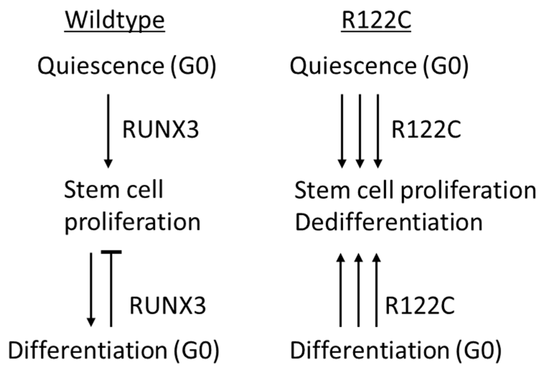 RUNX3 in Stem Cell and Cancer Biology