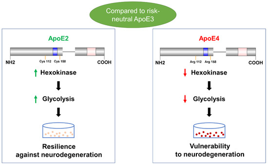 Opposing Effects of ApoE2 and ApoE4 on Glycolytic Metabolism in ...