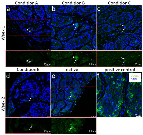 Germ Cell Maintenance and Sustained Testosterone and Precursor Hormone ...