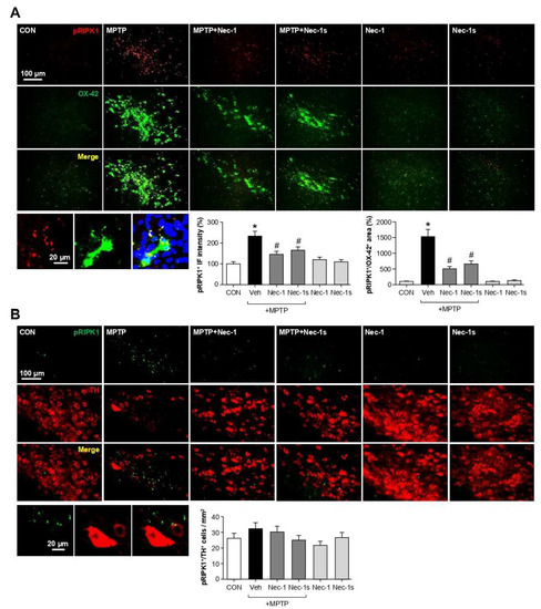 RIPK1 Regulates Microglial Activation in Lipopolysaccharide-Induced ...