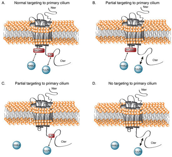 Impact of 5-HT6 Receptor Subcellular Localization on Its Signaling and ...