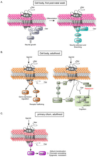 Impact of 5-HT6 Receptor Subcellular Localization on Its Signaling and ...