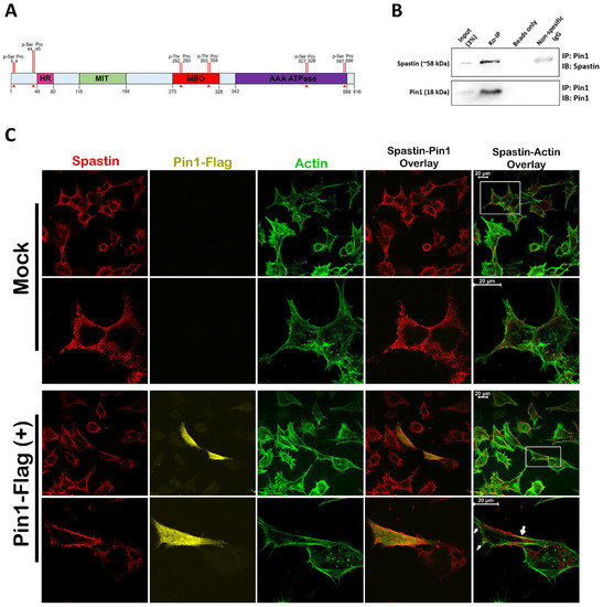Spastin Promotes the Migration and Invasion Capability of T98G ...