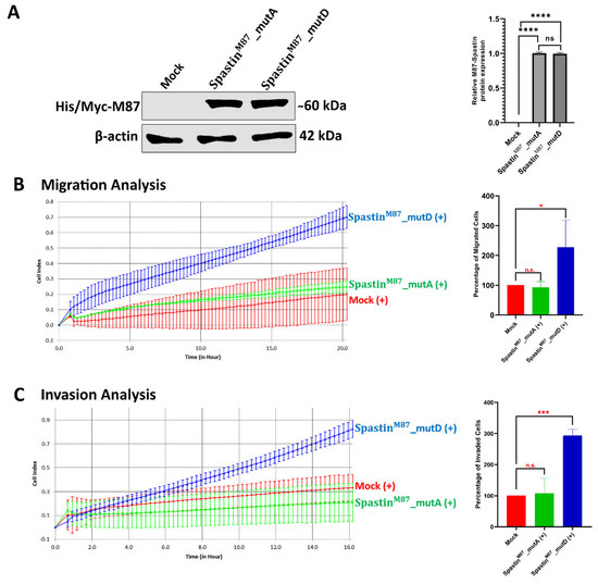 Spastin Promotes the Migration and Invasion Capability of T98G ...