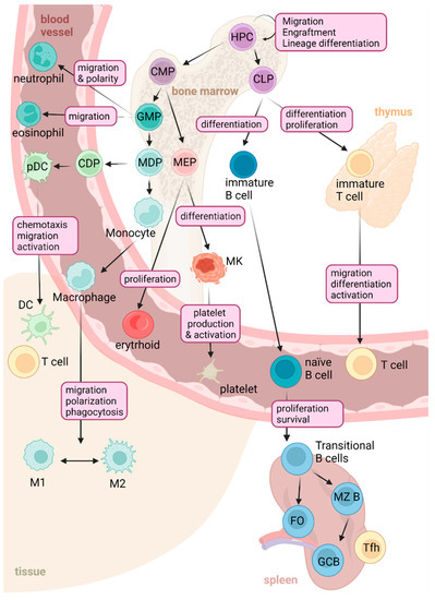 RHOA Therapeutic Targeting in Hematological Cancers