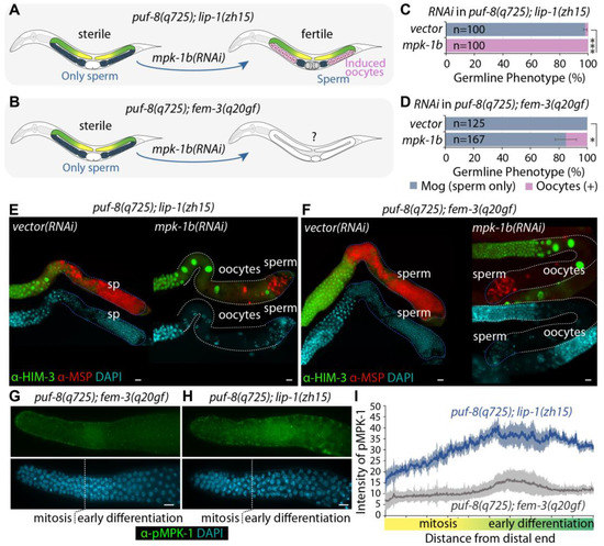 Genetic and Chemical Controls of Sperm Fate and Spermatocyte ...