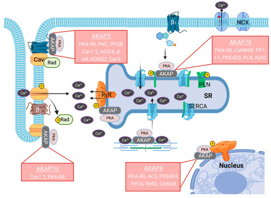 A-Kinase Anchoring Proteins in Cardiac Myocytes and Their Roles in ...