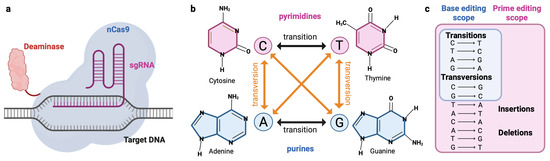 Future Perspectives of Prime Editing for the Treatment of Inherited ...