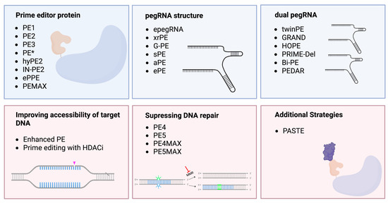 Cells | Free Full-Text | Future Perspectives of Prime Editing for the ...