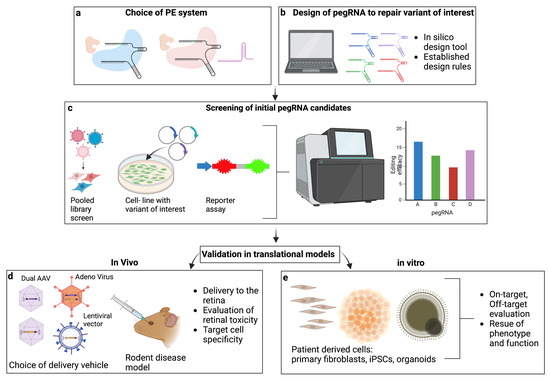 Future Perspectives of Prime Editing for the Treatment of Inherited ...