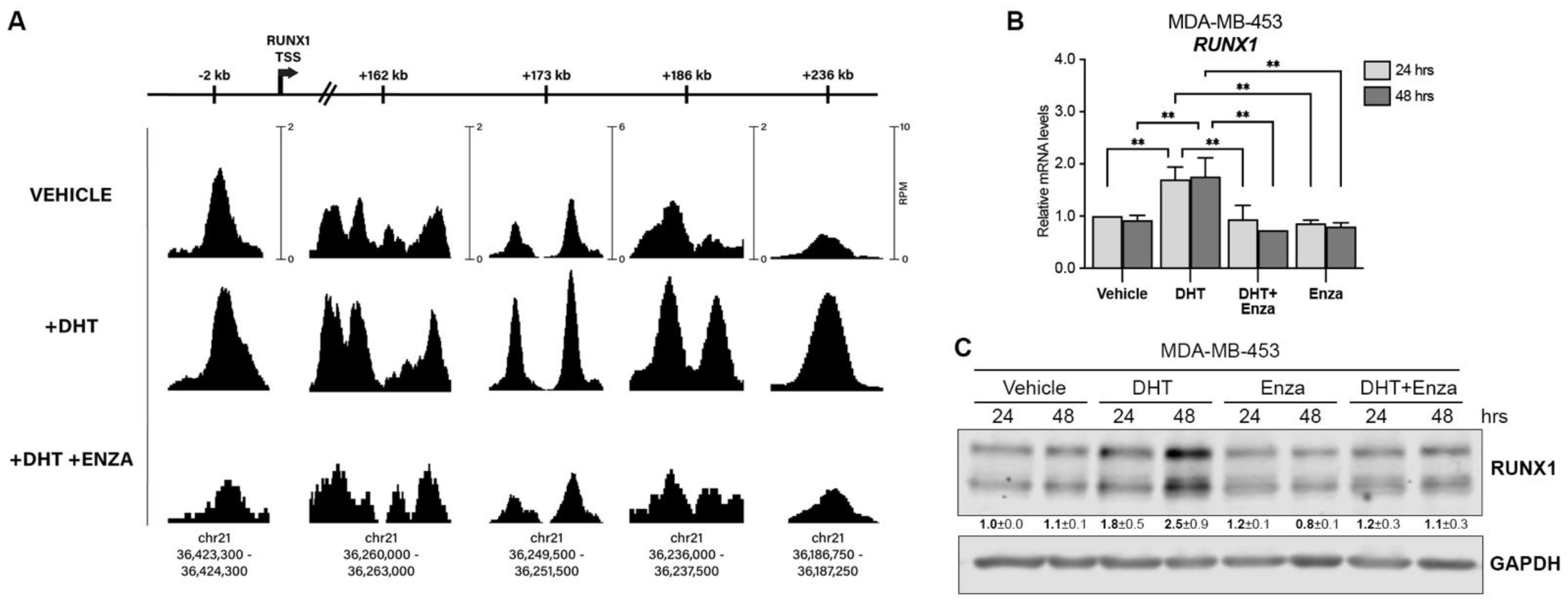 Cells Free Full Text Runx1 Is Regulated By Androgen Receptor To