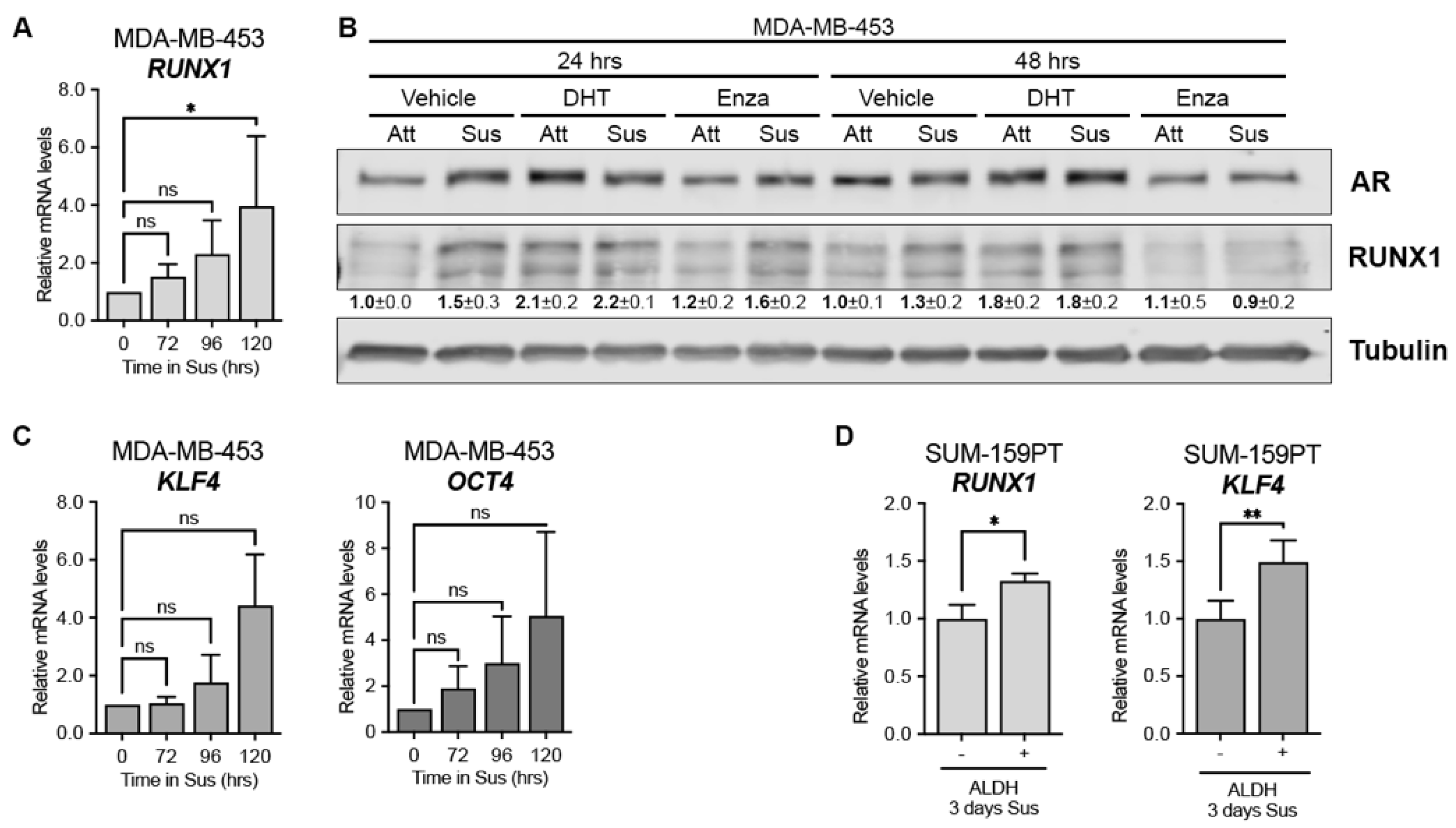 Cells Free Full Text Runx1 Is Regulated By Androgen Receptor To