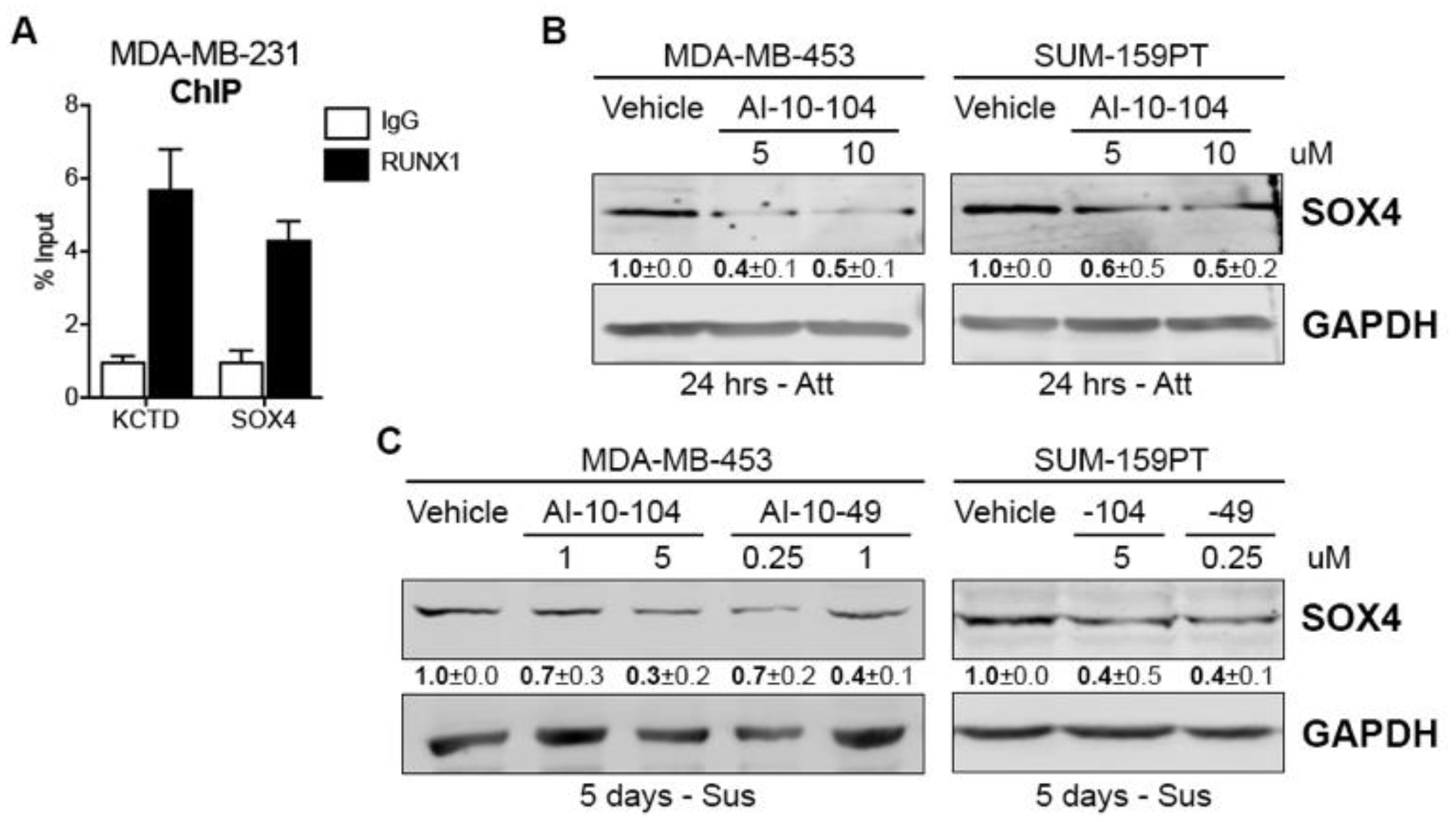 Cells Free Full Text Runx1 Is Regulated By Androgen Receptor To