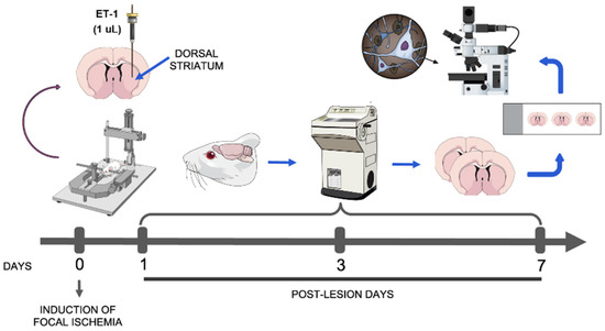 Astrocytosis, Inflammation, Axonal Damage and Myelin Impairment in the ...