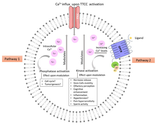 Voltage-Gated T-Type Calcium Channel Modulation by Kinases and ...