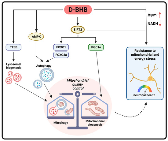 Cells | Free Full-Text | Effect of the Ketone Body, D-β-Hydroxybutyrate ...