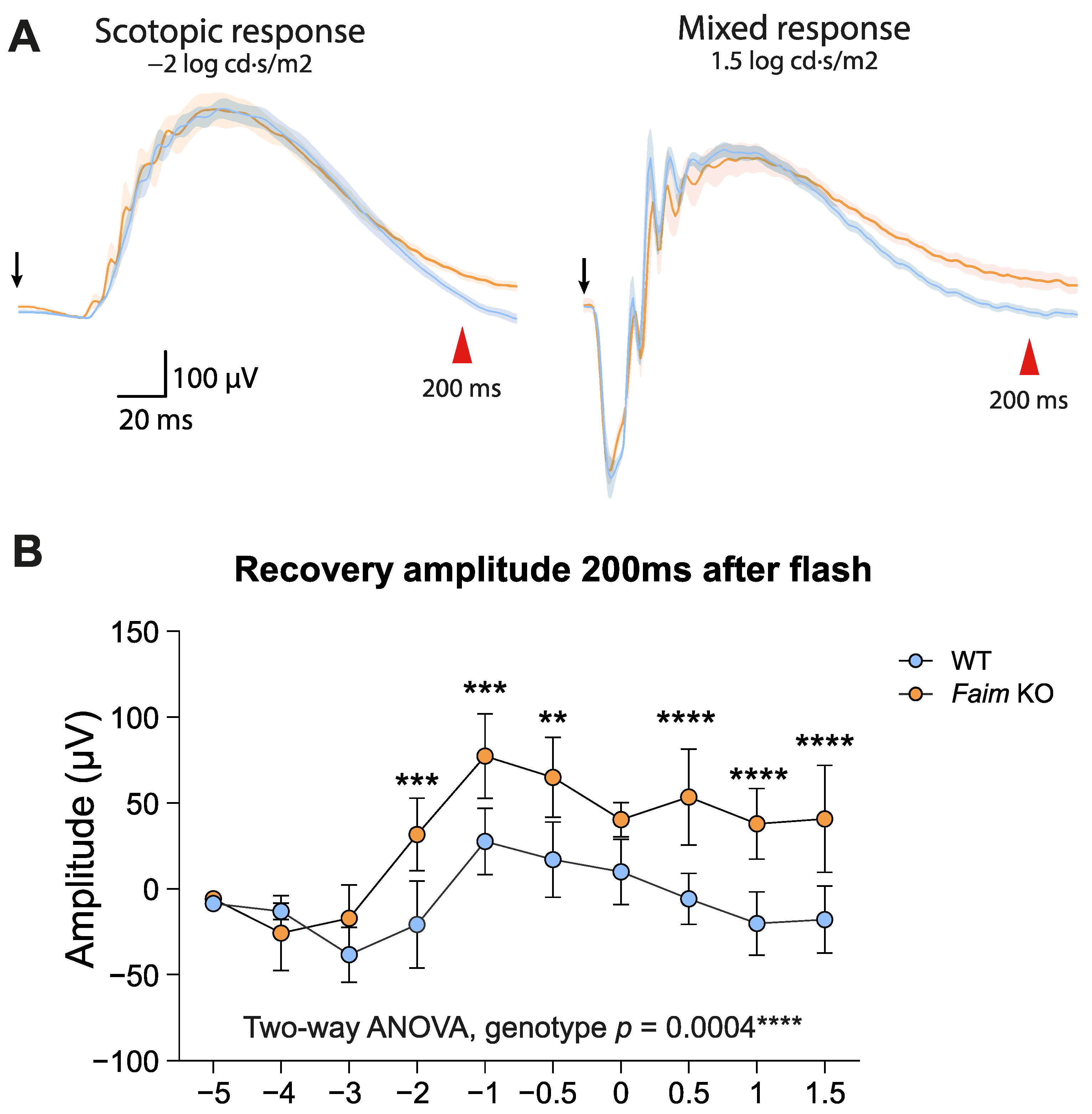 The Absence of FAIM Leads to a Delay in Dark Adaptation and Hampers ...