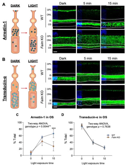 The Absence of FAIM Leads to a Delay in Dark Adaptation and Hampers ...