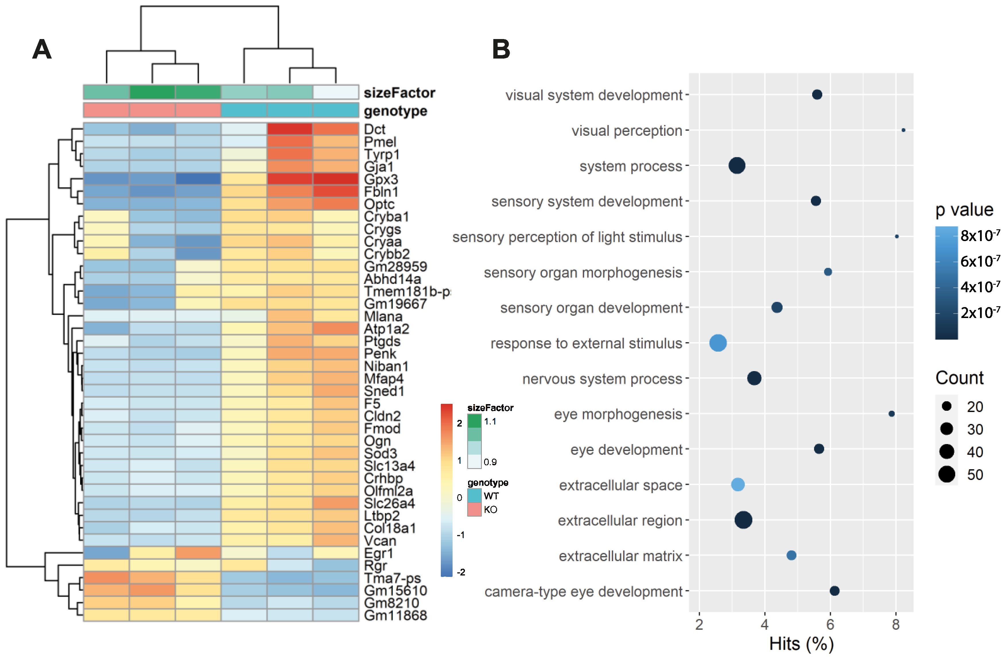 The Absence of FAIM Leads to a Delay in Dark Adaptation and Hampers ...