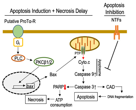 Prothymosin α Plays Role as a Brain Guardian through Ecto-F1 ATPase-P2Y12 Complex and TLR4/MD2