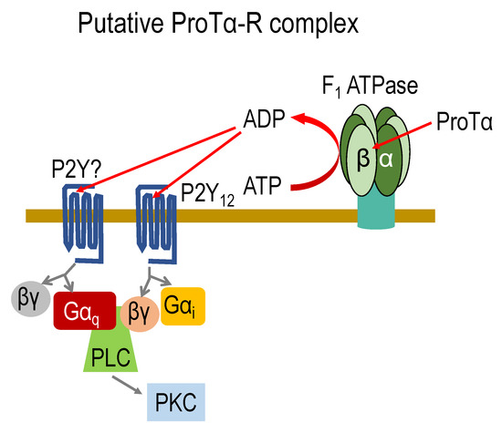 Prothymosin α Plays Role as a Brain Guardian through Ecto-F1 ATPase-P2Y12 Complex and TLR4/MD2