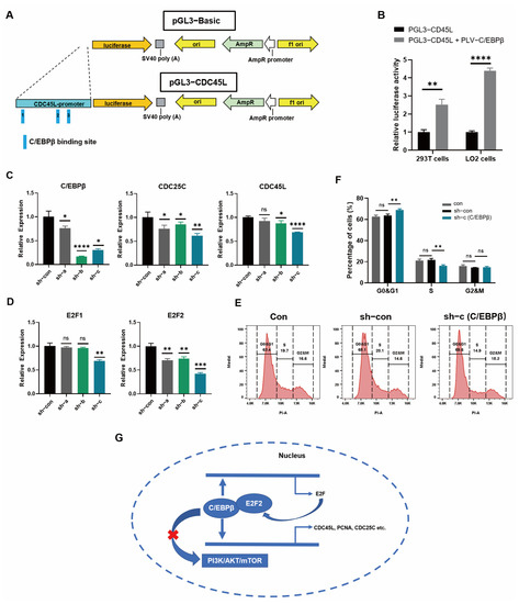 C/EBPβ Coupled with E2F2 Promoted the Proliferation of hESC-Derived ...