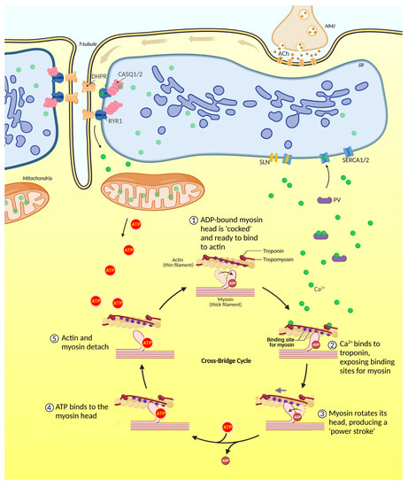 Introduction to the Special Issue “Skeletal Muscle Atrophy: Mechanisms ...