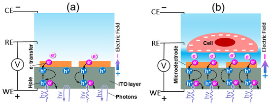 Cell Surface Charge Mapping Using a Microelectrode Array on ITO Substrate