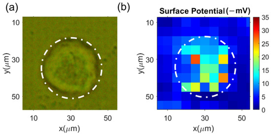 Cell Surface Charge Mapping Using a Microelectrode Array on ITO Substrate