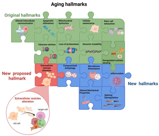 Extracellular Vesicles in Aging: An Emerging Hallmark?