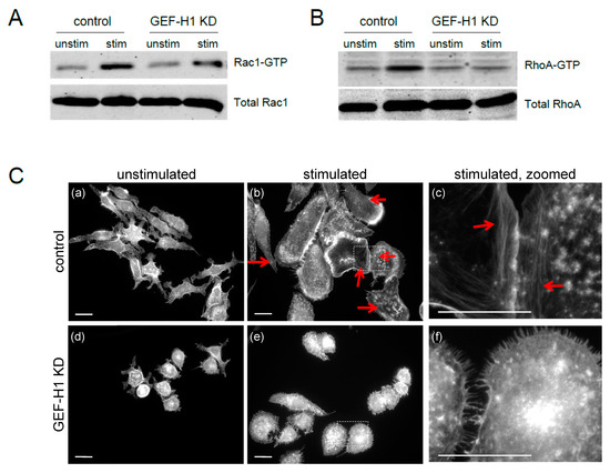 GEF-H1 Transduces FcεRI Signaling in Mast Cells to Activate RhoA and ...