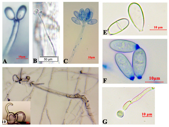 Molecular Defense Response of Bursaphelenchus xylophilus to the ...