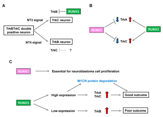 The RUNX Family Defines Trk Phenotype and Aggressiveness of Human Neuroblastoma through ...