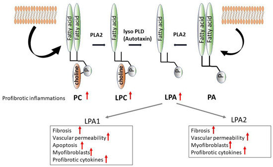 Cellular and Molecular Control of Lipid Metabolism in Idiopathic ...