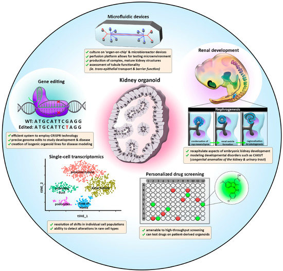 Cells | Free Full-Text | The “3Ds” of Growing Kidney Organoids: Advances in Nephron Development ...