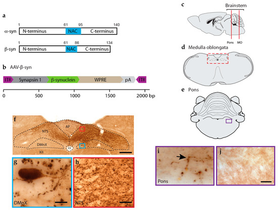 Interneuronal In Vivo Transfer of Synaptic Proteins