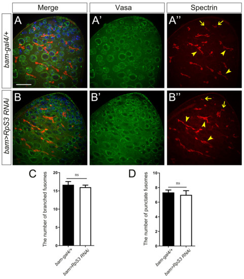 RpS3 Is Required for Spermatogenesis of Drosophila melanogaster