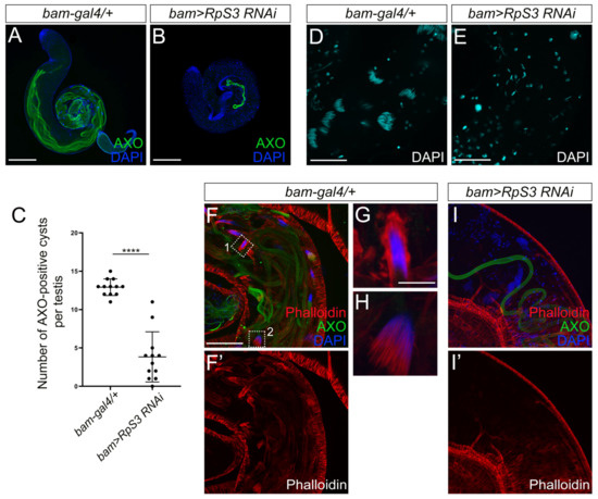 RpS3 Is Required for Spermatogenesis of Drosophila melanogaster