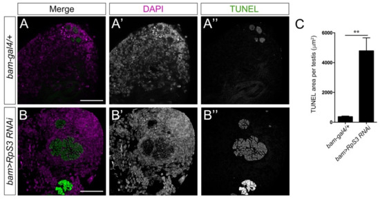 RpS3 Is Required for Spermatogenesis of Drosophila melanogaster