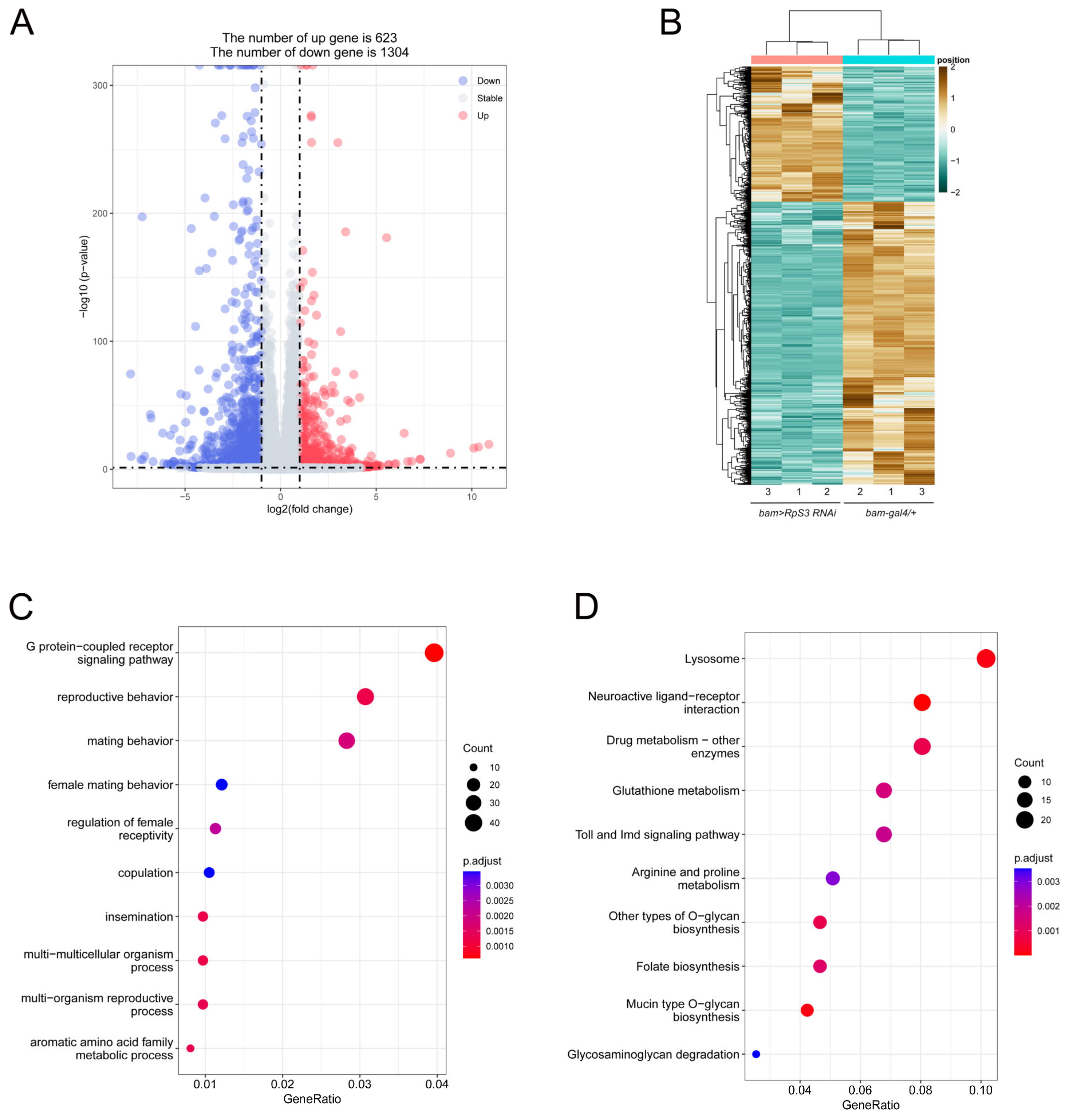 RpS3 Is Required for Spermatogenesis of Drosophila melanogaster