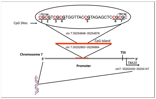 Epigenetic Evaluation of the TBX20 Gene and Environmental Risk Factors ...