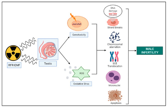 Cells | Free Full-Text | Genotoxic Risks to Male Reproductive Health ...