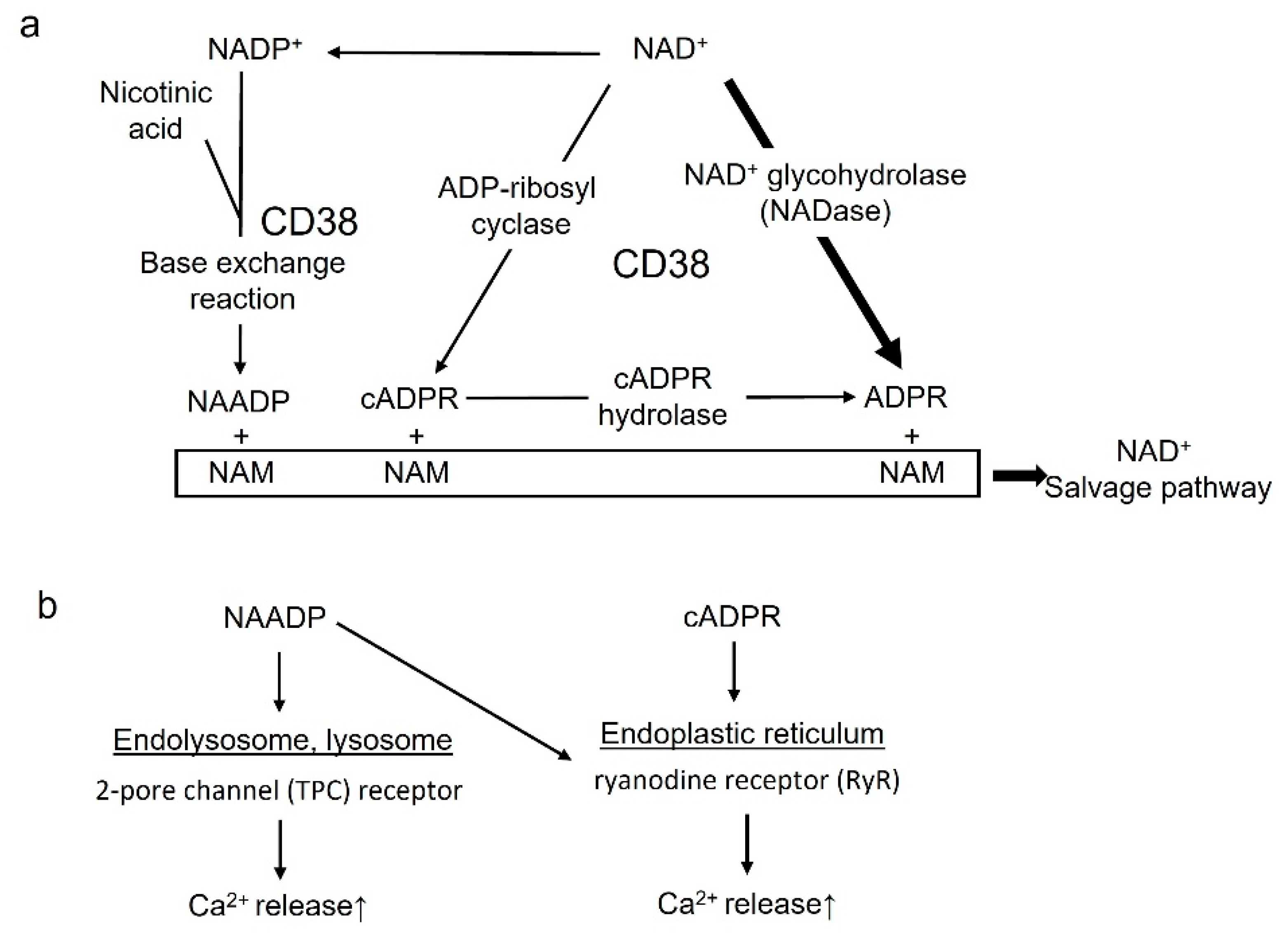 Cells | Free Full-Text | The Role of CD38 in the Pathogenesis of Cardiorenal Metabolic Disease ...