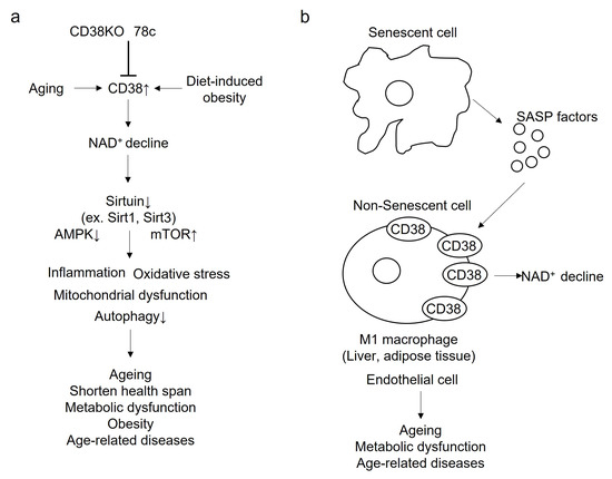 The Role of CD38 in the Pathogenesis of Cardiorenal Metabolic Disease ...