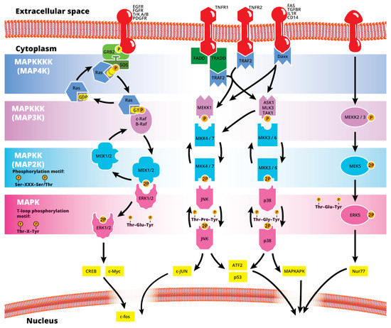 MAPK Pathways in Ocular Pathophysiology: Potential Therapeutic Drugs ...