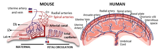 Estrogen Actions in Placental Vascular Morphogenesis and Spiral Artery ...