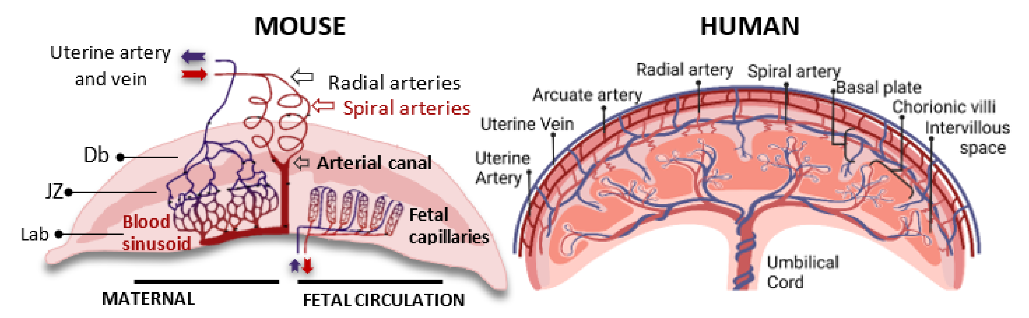Estrogen Actions in Placental Vascular Morphogenesis and Spiral Artery Remodeling: A Comparative ...