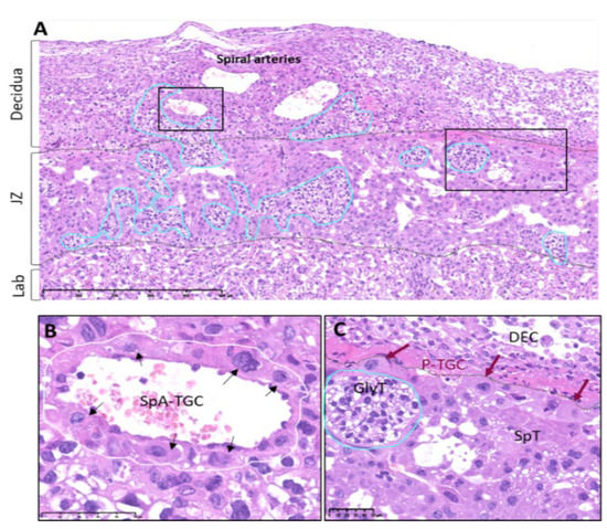 Estrogen Actions in Placental Vascular Morphogenesis and Spiral Artery ...