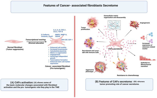 Secretome of Stromal Cancer-Associated Fibroblasts (CAFs): Relevance in Cancer