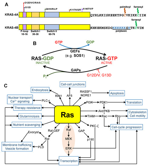 Targeting the ‘Undruggable’ Driver Protein, KRAS, in Epithelial Cancers ...